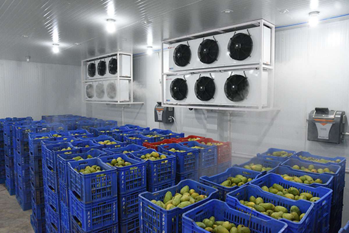 Ripening Chambers | Precision Fruit Ripening Solutions